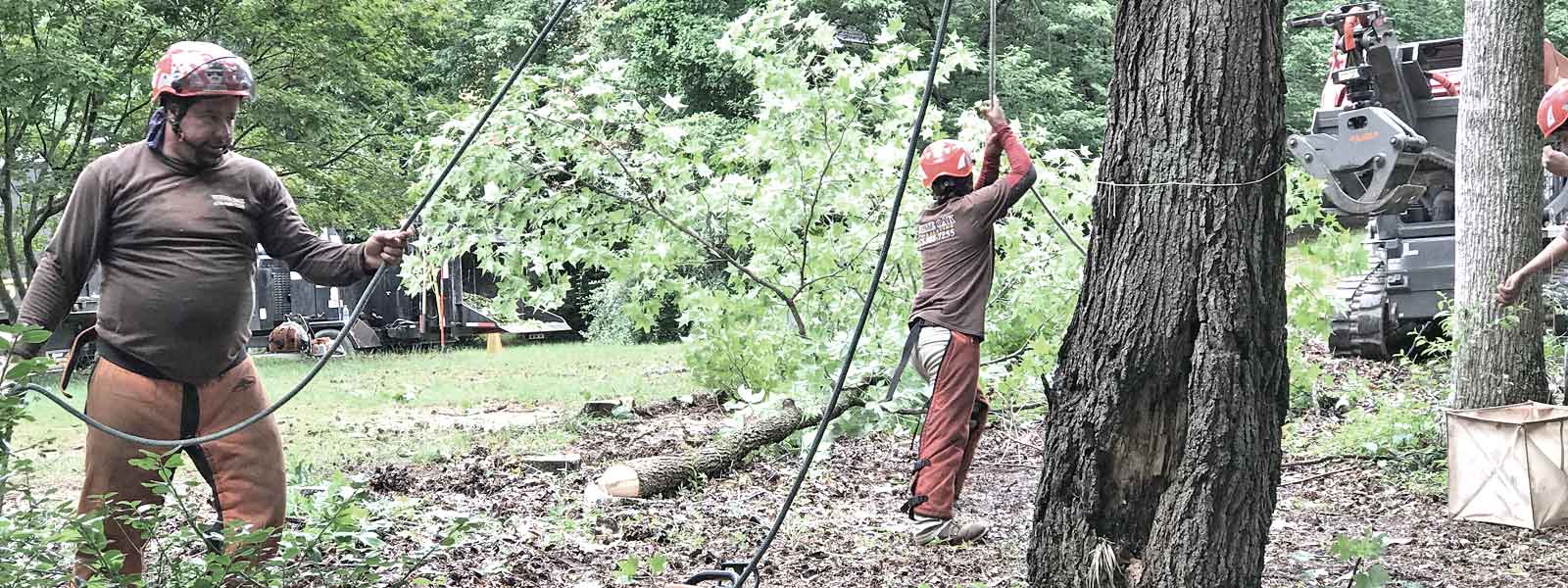 White Oak Tree Service | Atlanta Tree Removal Services - White Oak Tree ...